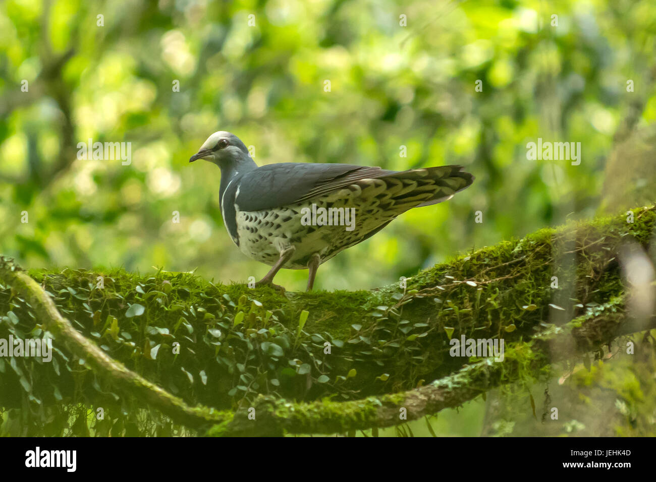 Wonga Pigeon, Leucosarcia melanoleuca in Mitchell River National Park ...
