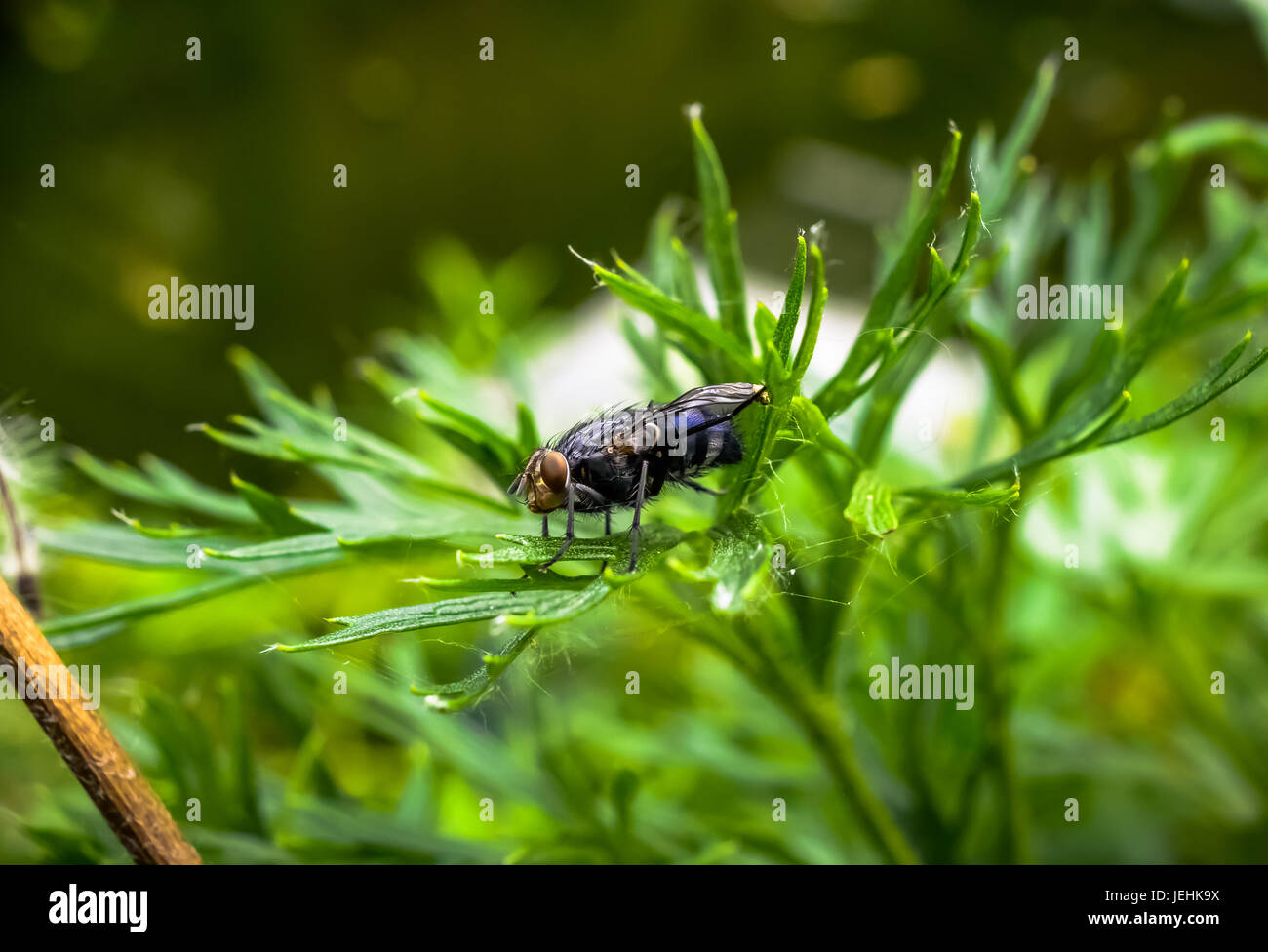 Rare insect hi-res stock photography and images - Alamy