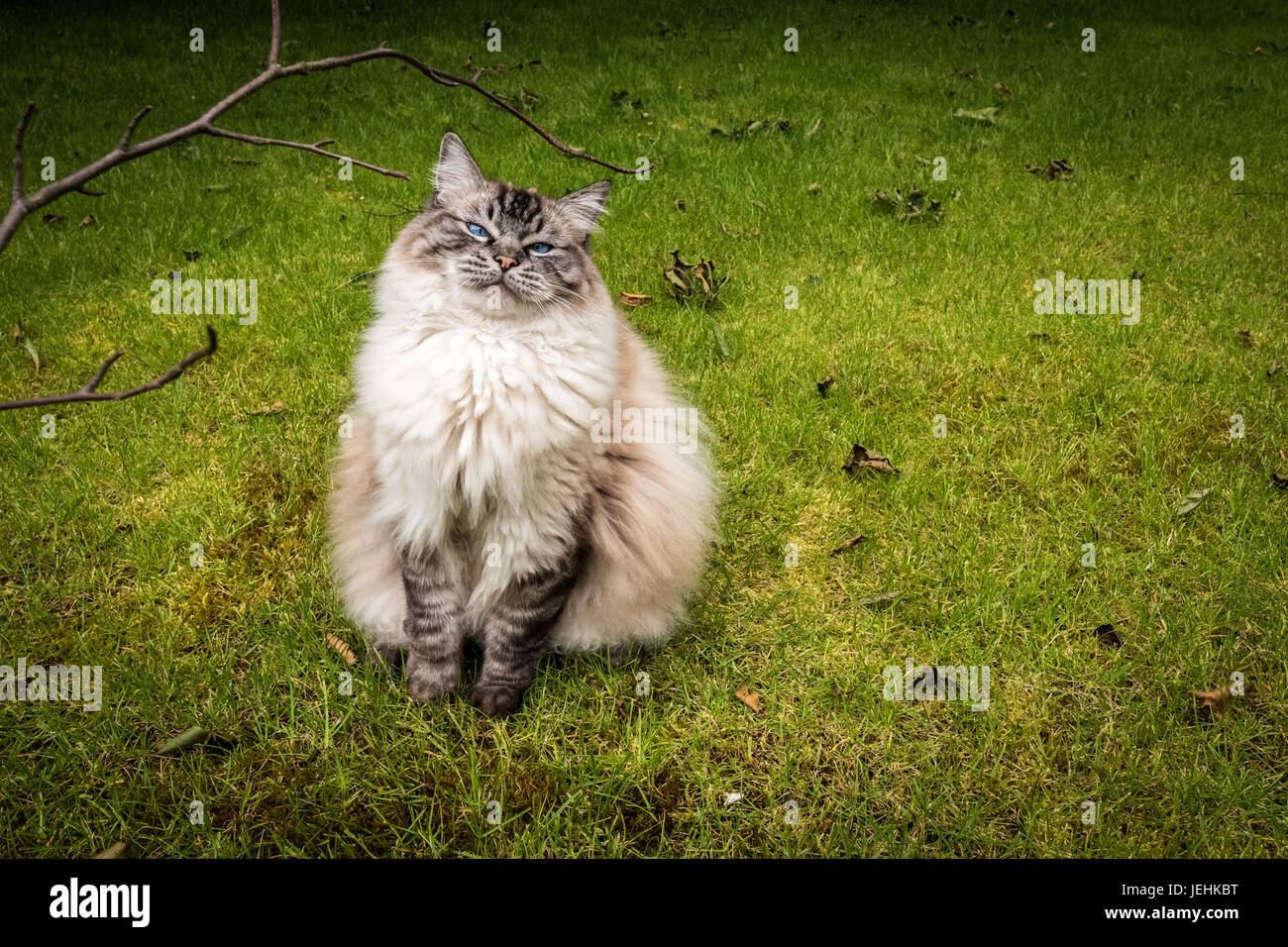Happy Smiling Pedigree Ragdoll (Seal Lynx Tabby Mitted) Cat Sitting ...
