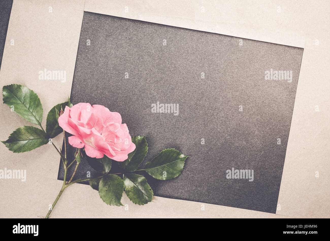framed pink rose in bloom - flat lay still life Stock Photo - Alamy