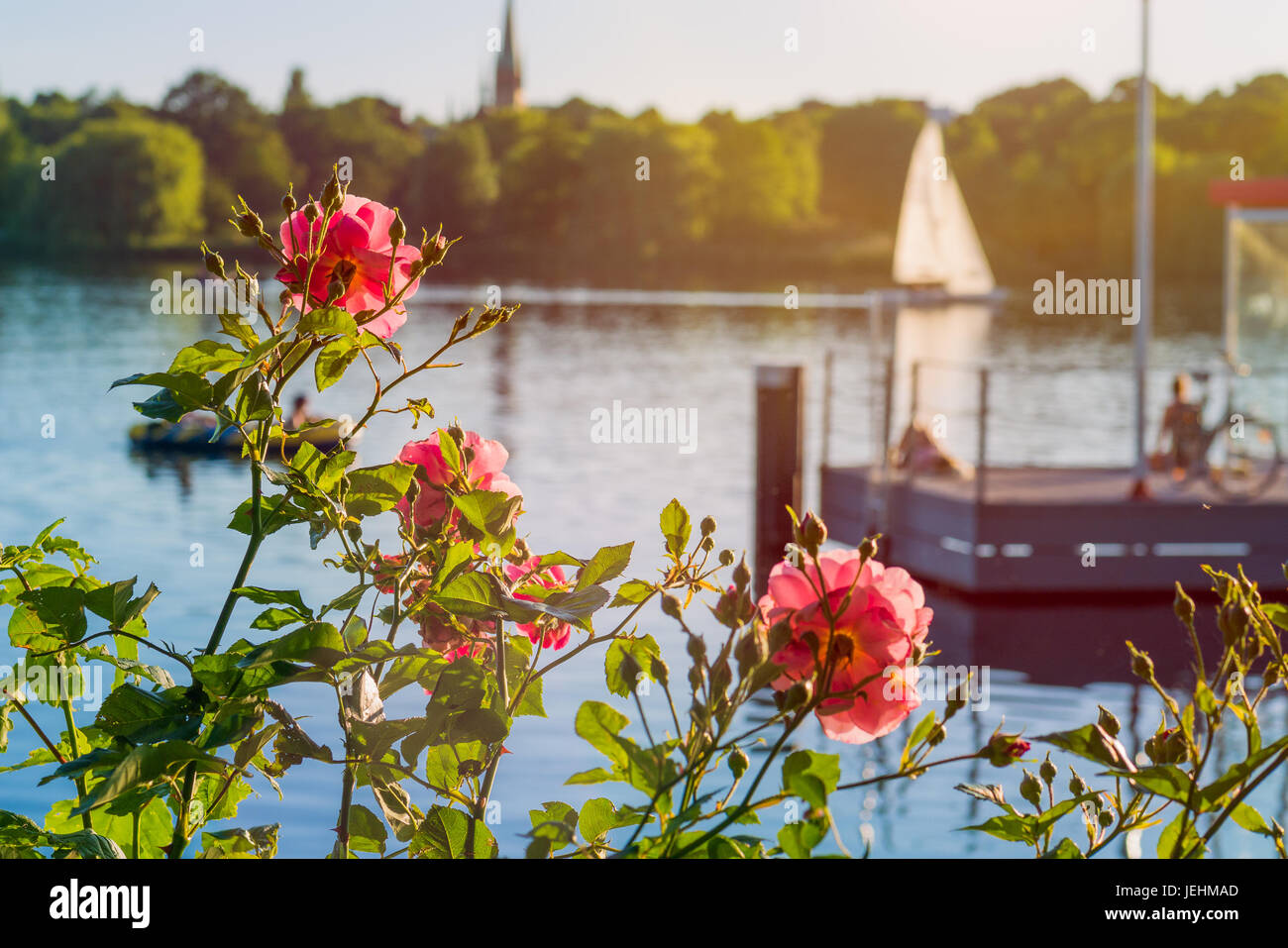 Rose in front of Alster on evening light with white sailboat and pier ...