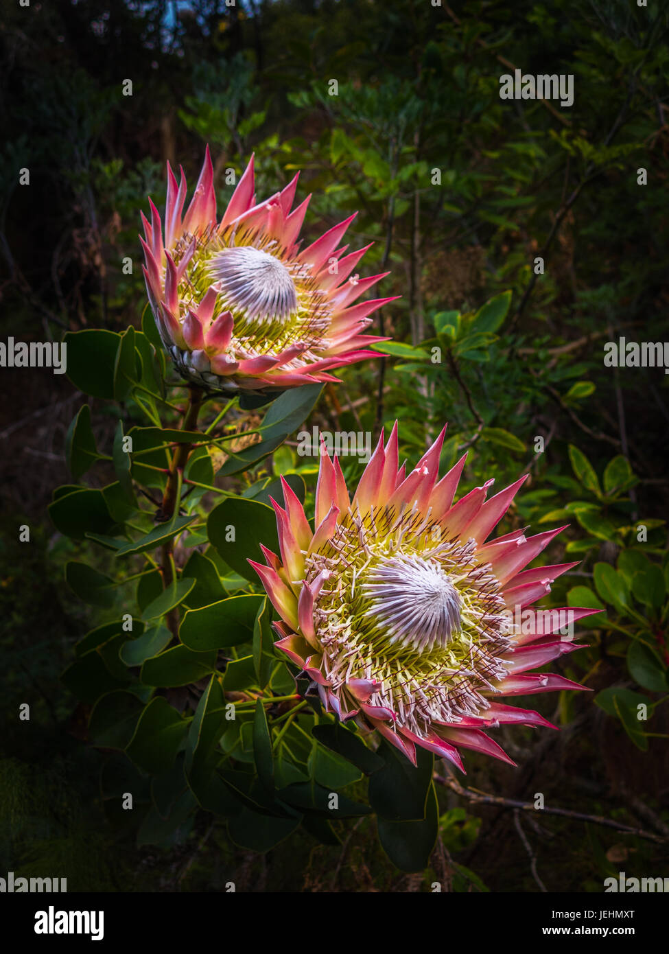 Fynbos indigenous flora hi-res stock photography and images - Alamy