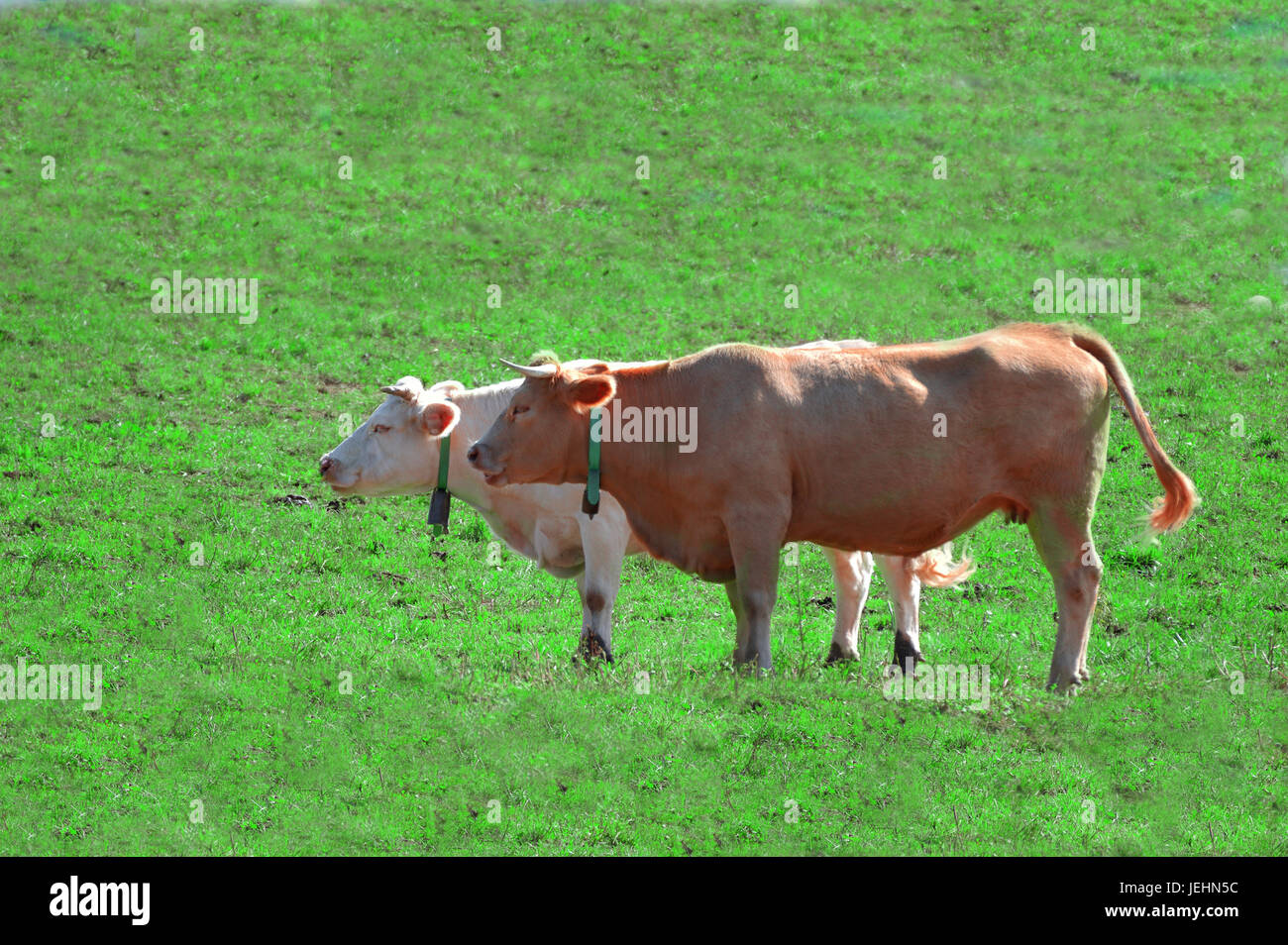 Two cows grazing in a green field. Farmland industry. Empty copy space ...