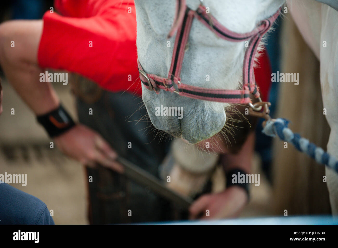 Highland cattle market uk hi-res stock photography and images - Alamy