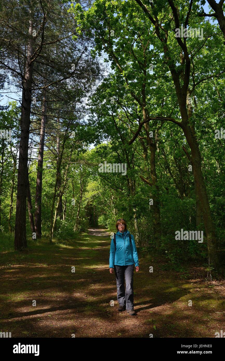 Naald- en loofbomen, een multicultureel bos Stock Photo - Alamy