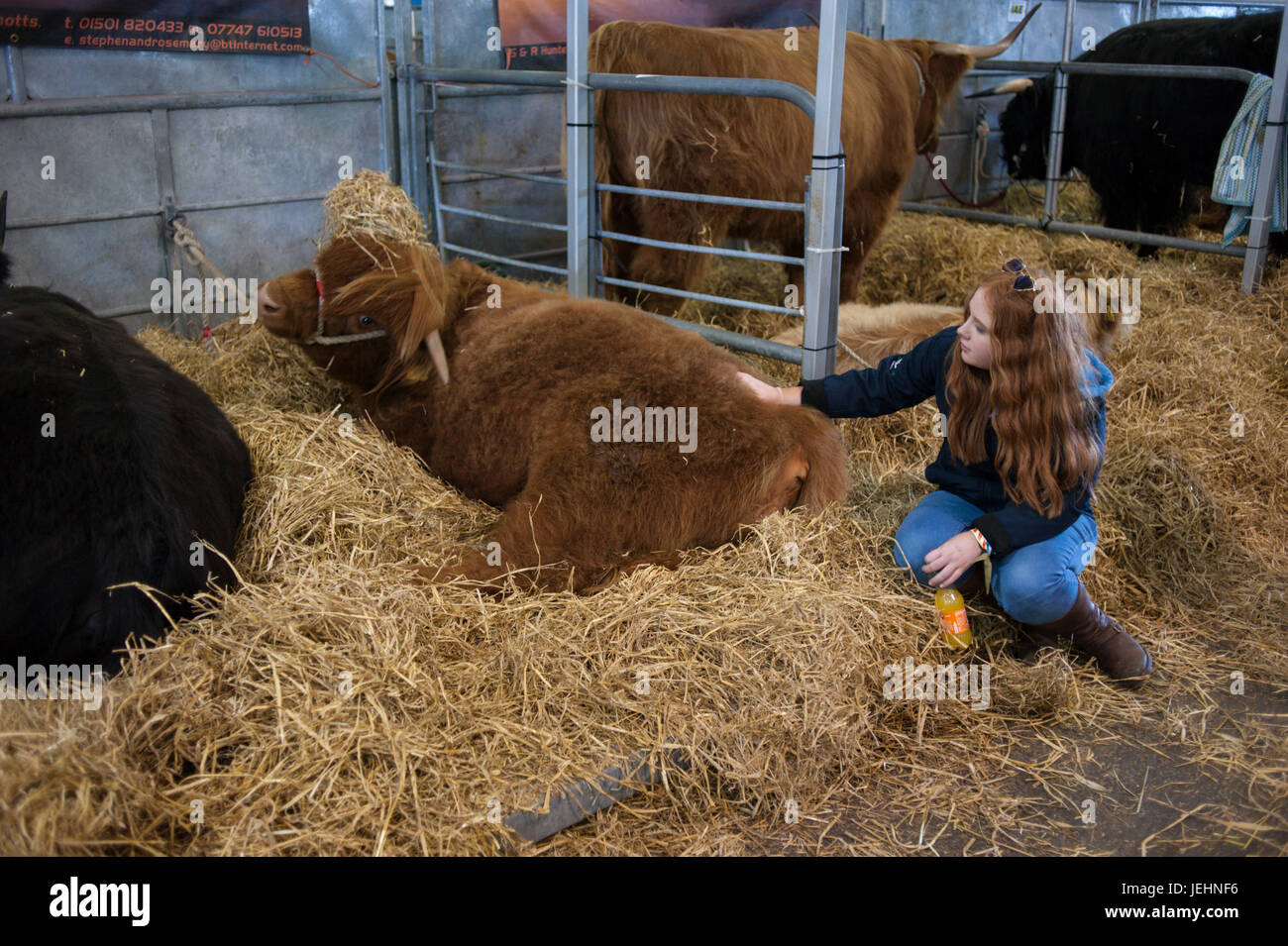 Highland cattle market uk hi-res stock photography and images - Alamy