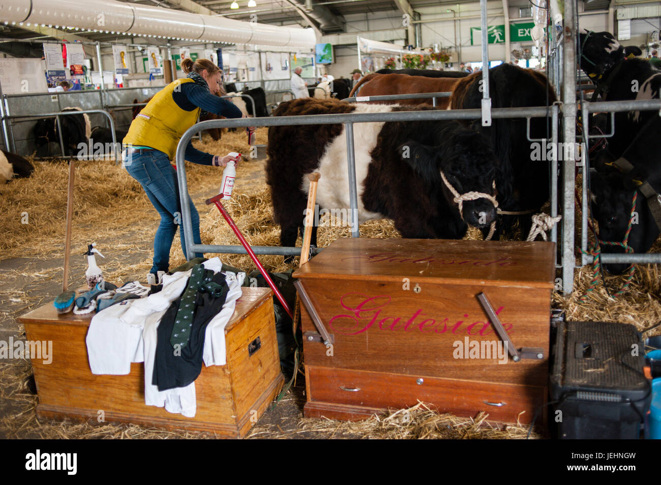 Highland cattle market uk hi-res stock photography and images - Alamy