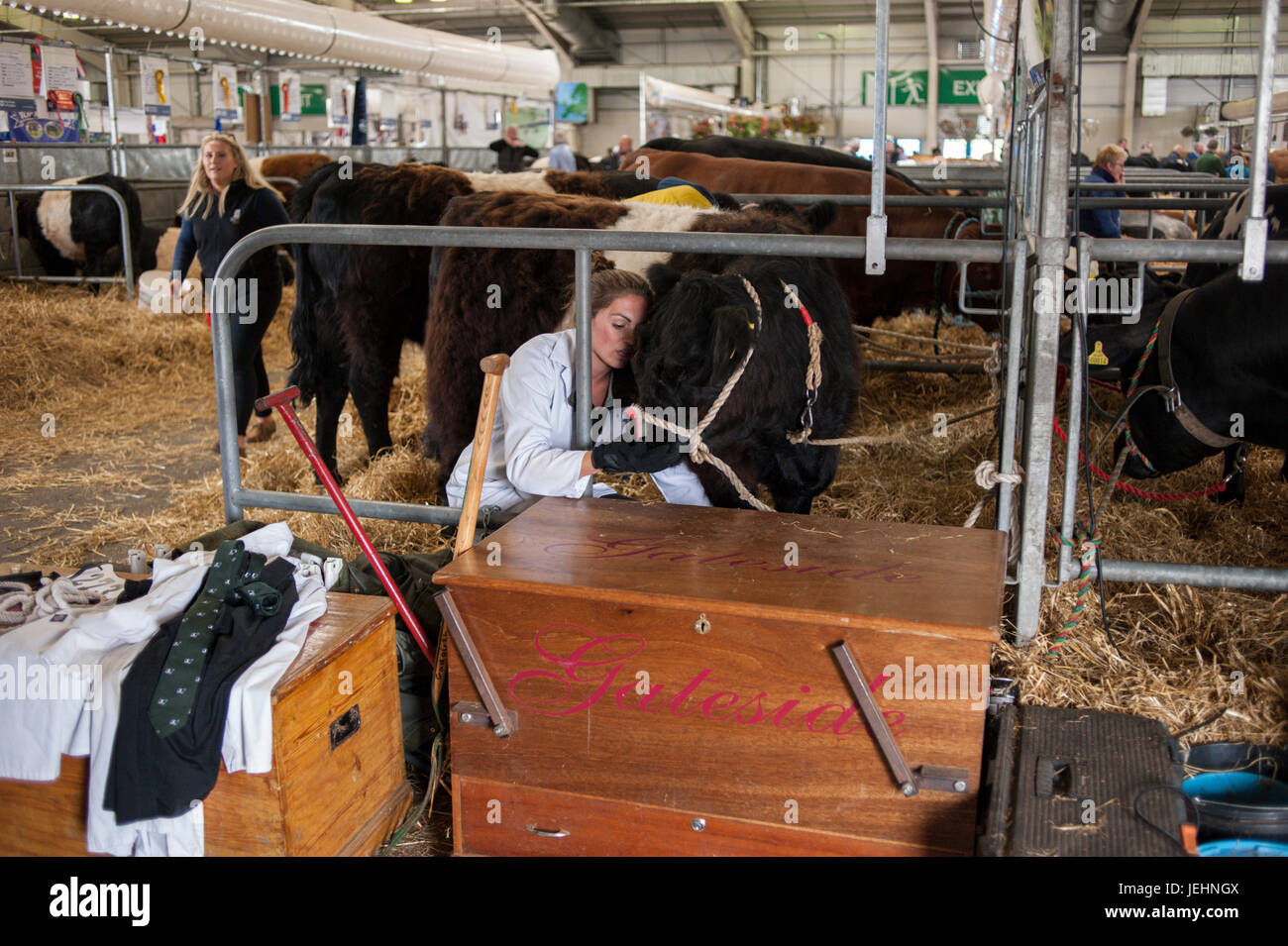 Highland cattle market uk hi-res stock photography and images - Alamy