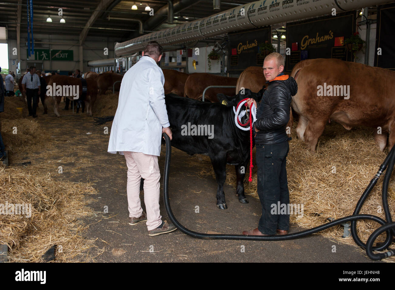 Highland cattle market uk hi-res stock photography and images - Alamy