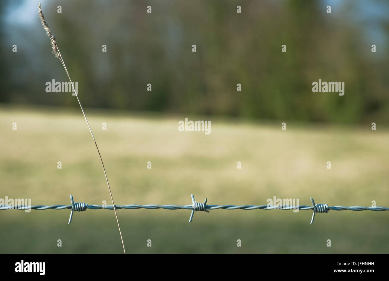 A strand of barbed wire focused in foreground with a long grass stem ...