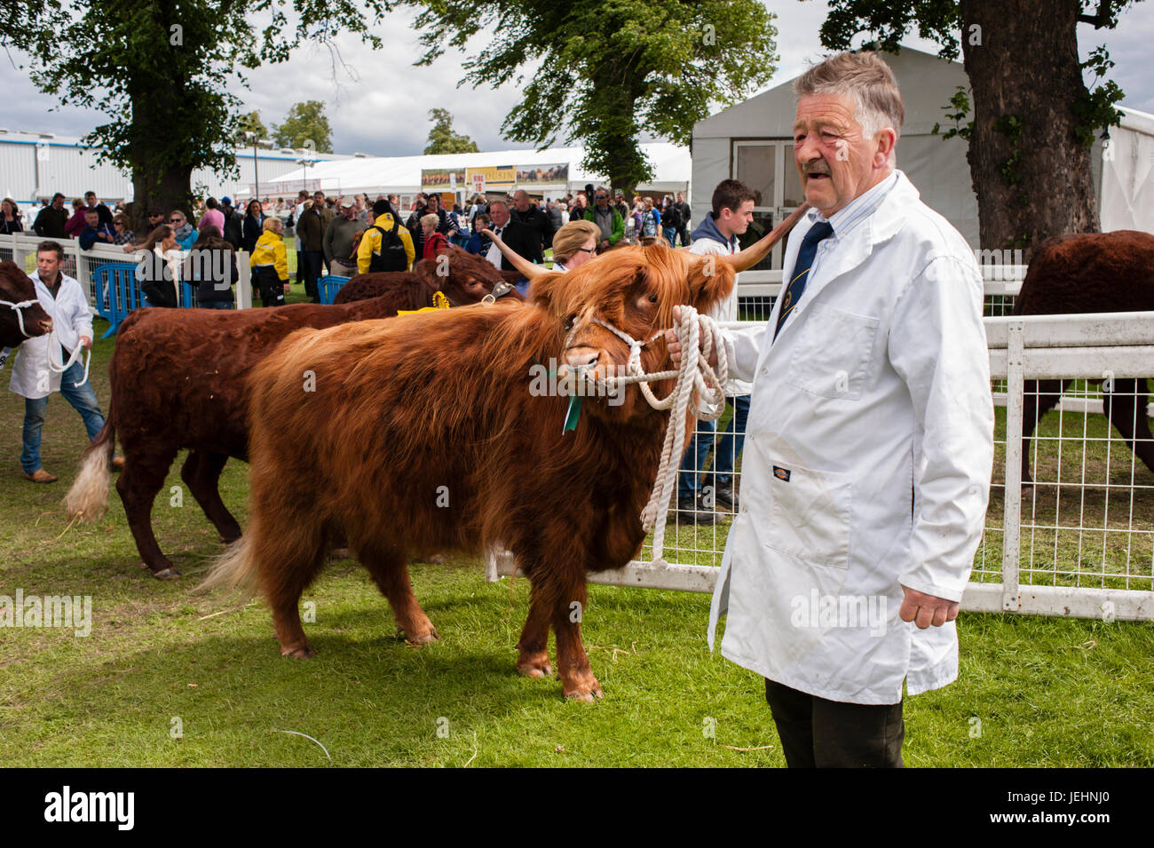 Highland cattle market uk hi-res stock photography and images - Alamy