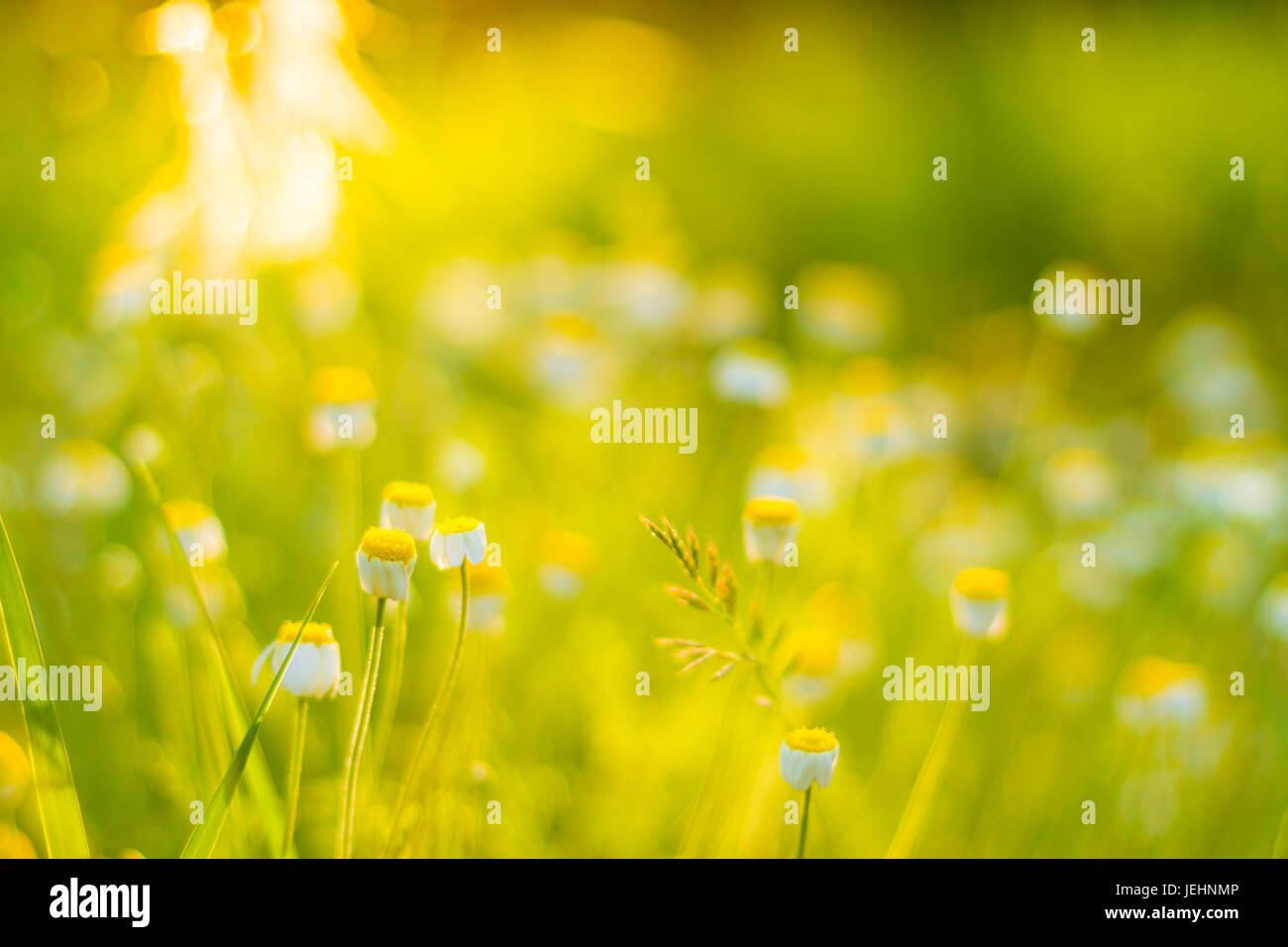 Abstract nature natural backgrounds with beauty bokeh. Golden sunlight ...