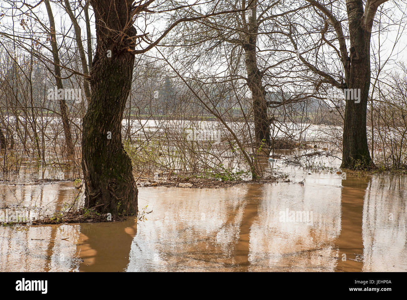 Flood of river - trees under water Stock Photo - Alamy