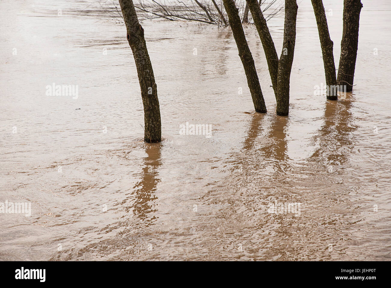 Flood of river - trees under water Stock Photo - Alamy