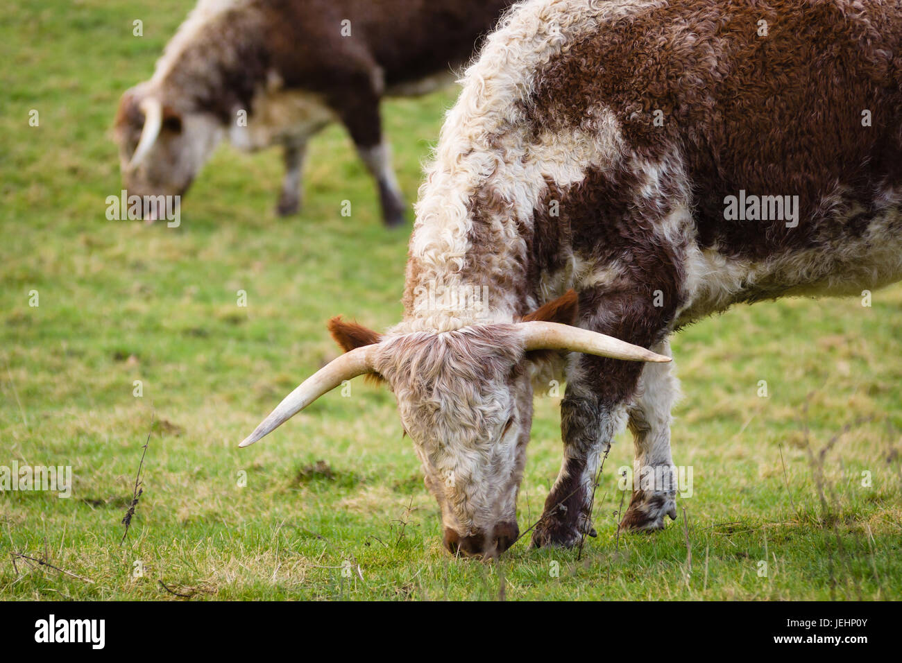 English longhorn cows hi-res stock photography and images - Alamy