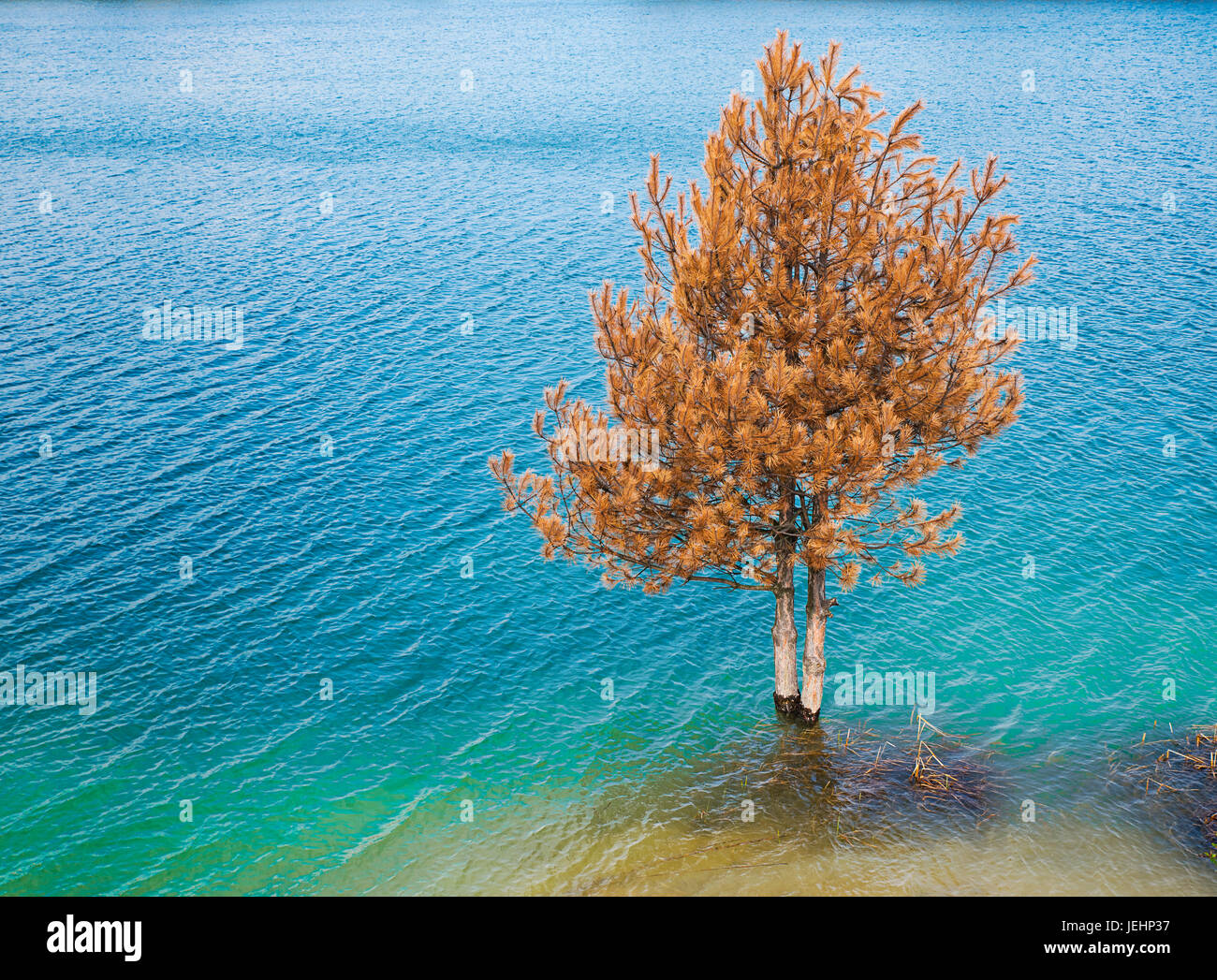 Withered tree in a polluted lake Stock Photo - Alamy