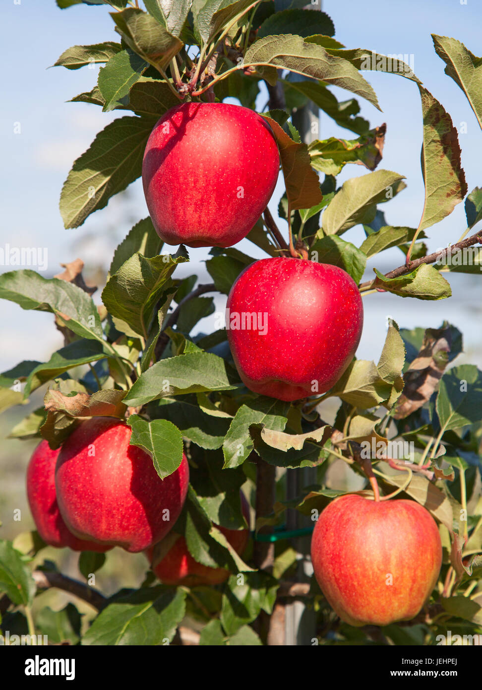 Apple garden full of riped red apples Stock Photo - Alamy