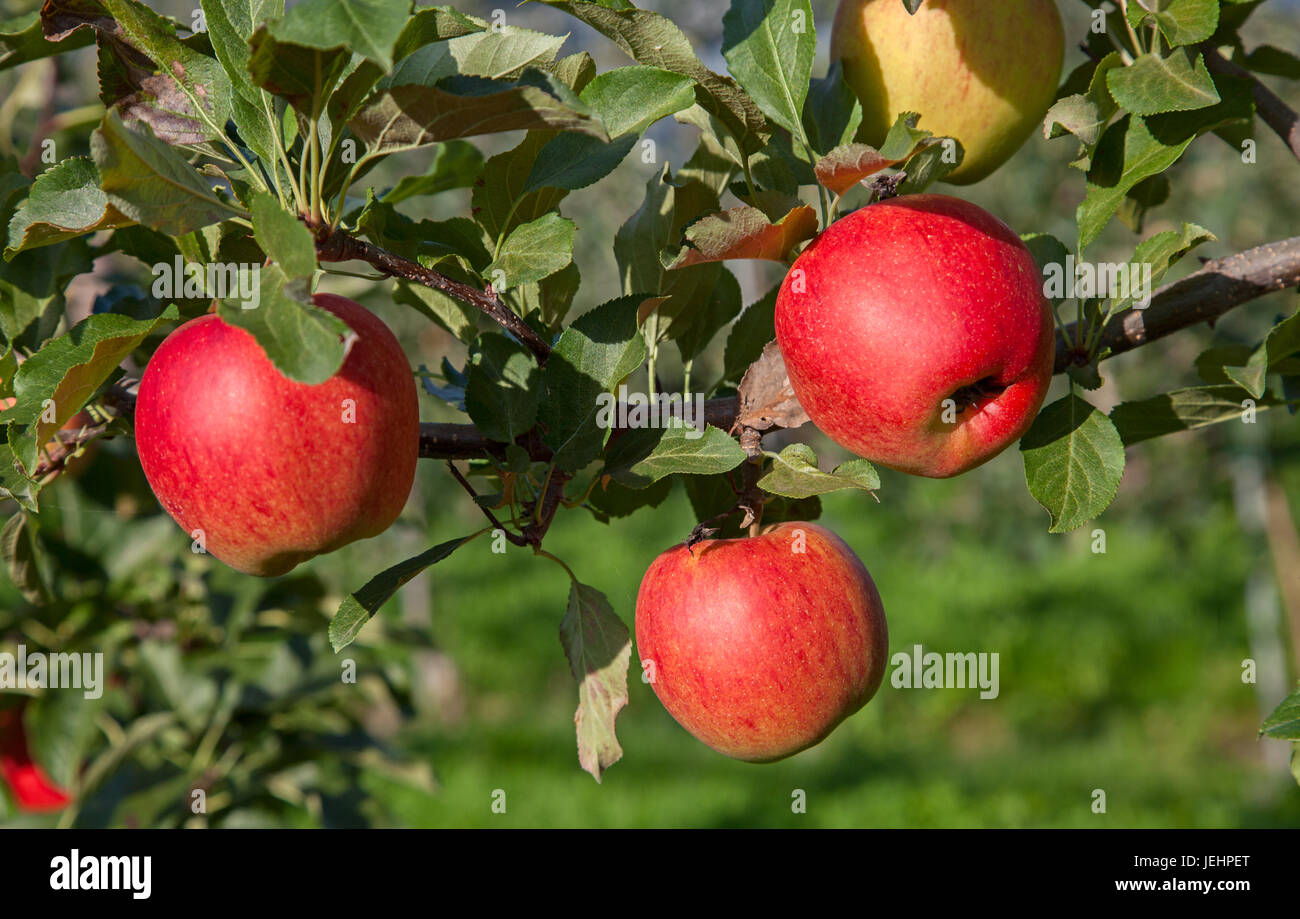 Apple garden full of riped red apples Stock Photo - Alamy