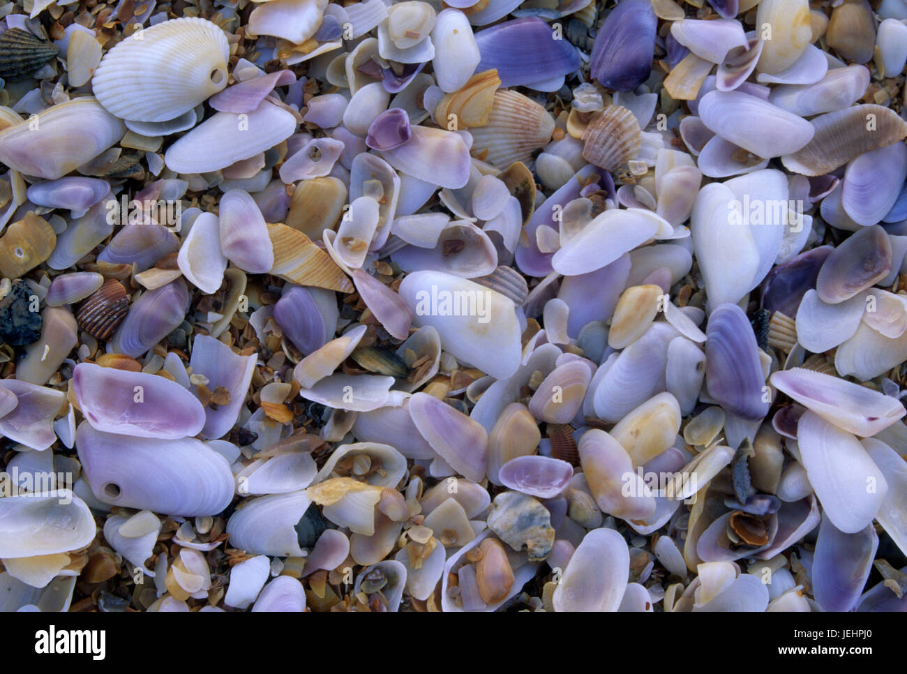 Coquina shells, Gamble Rogers Memorial State Park, Florida Stock Photo ...