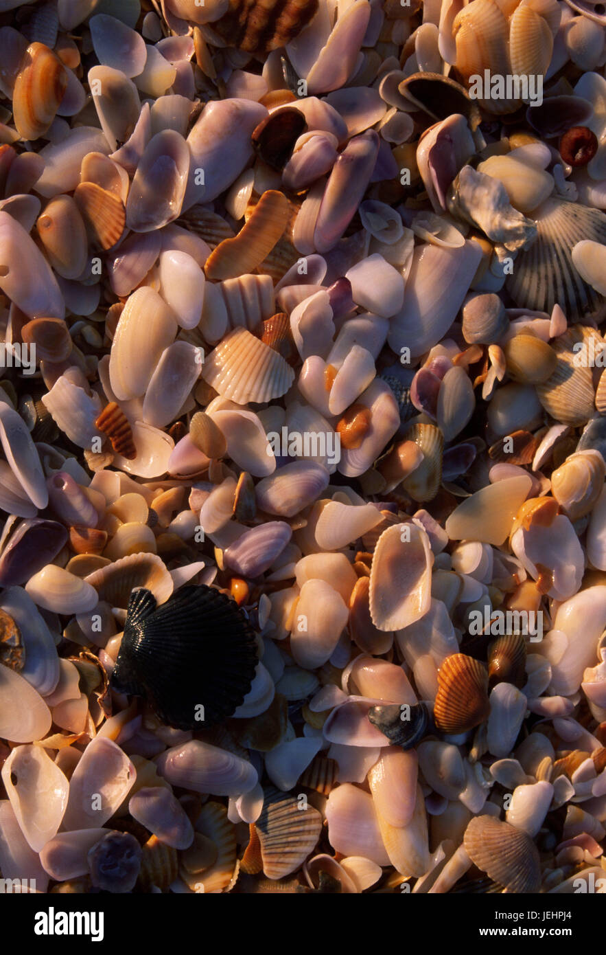Shells on beach, Flagler County Beach, Florida Stock Photo - Alamy