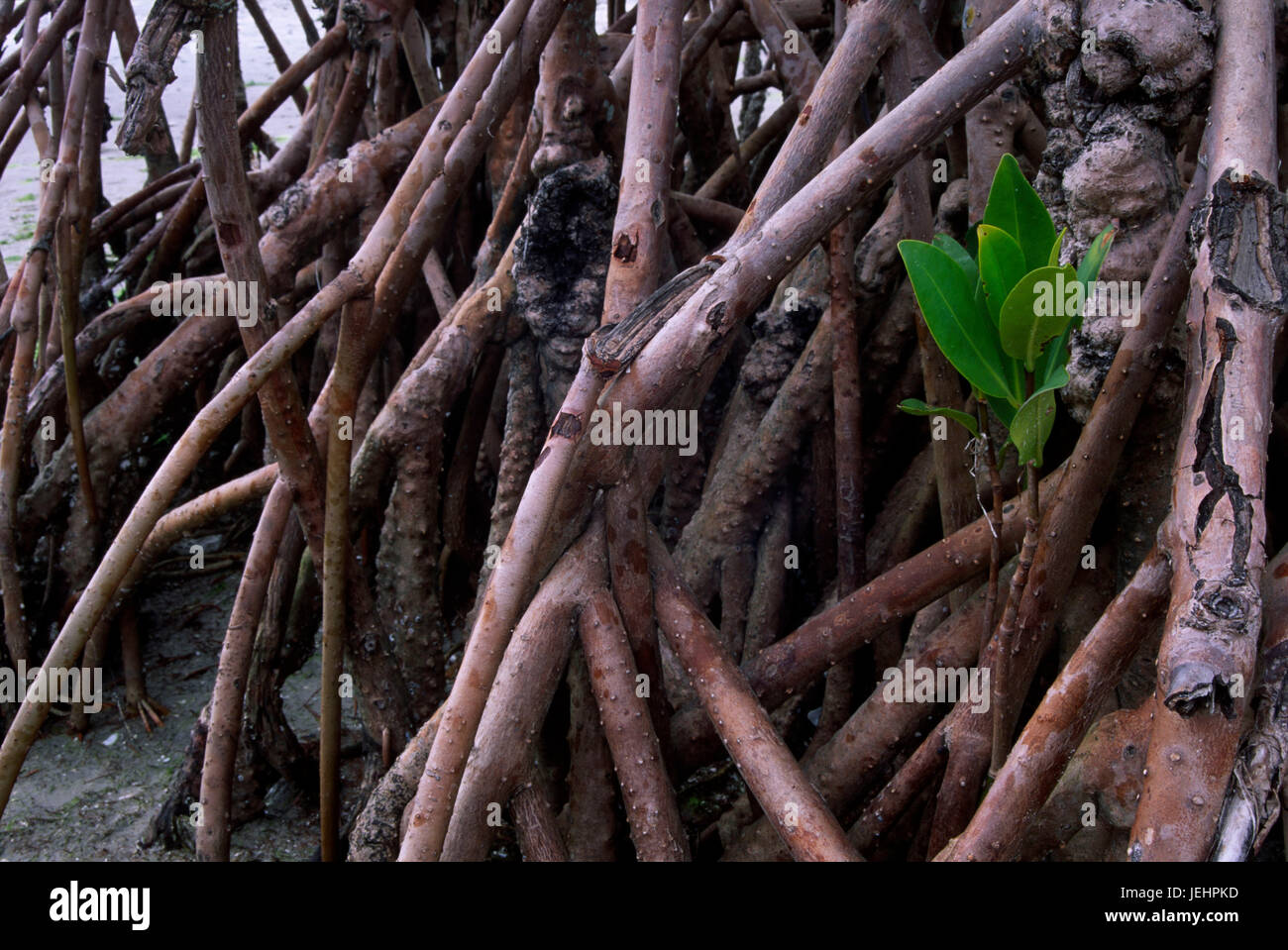 Red mangrove roots along Beachwalk Trail, Emerson Point Park, Florida ...
