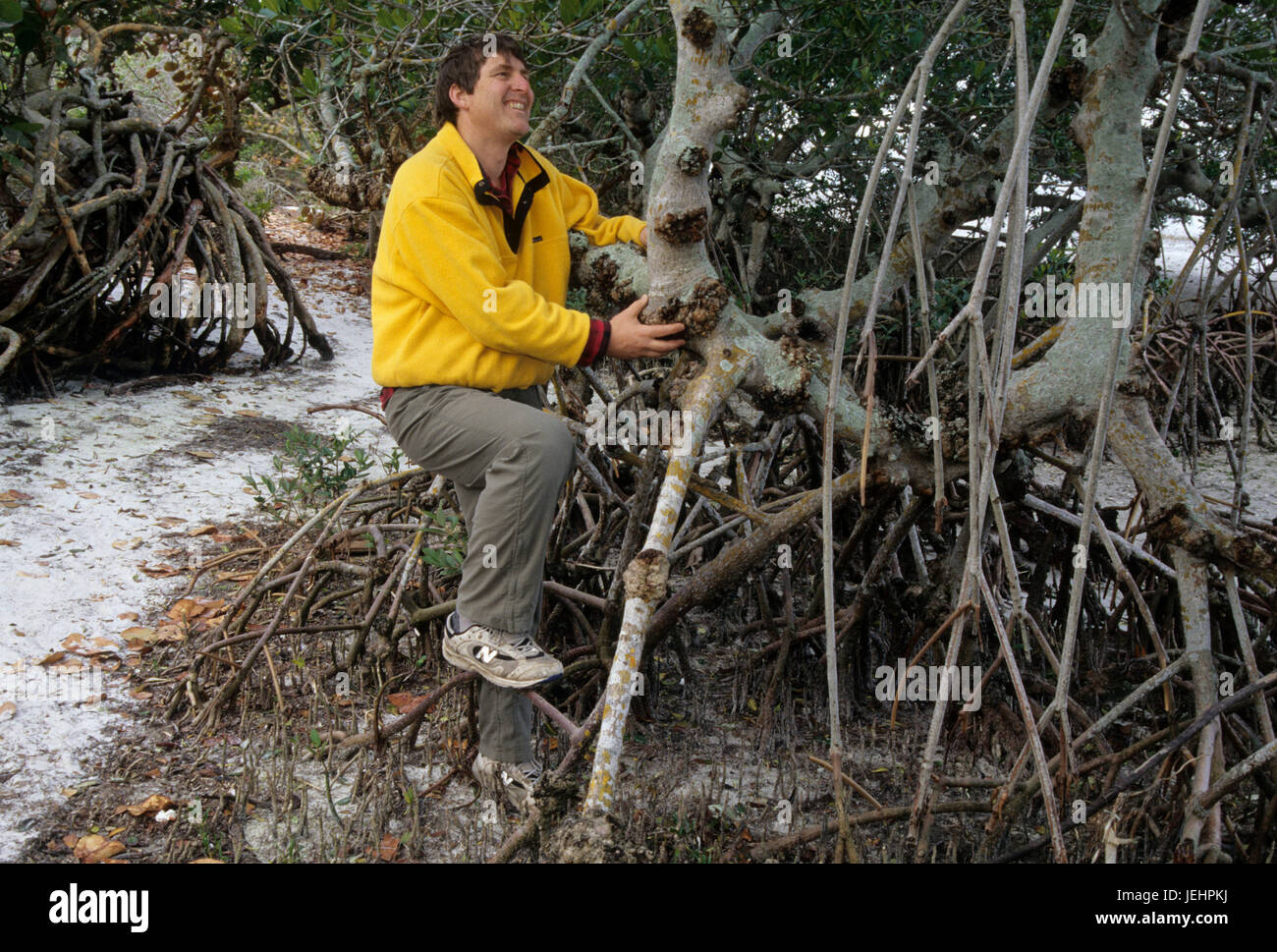 Red mangrove roots hi-res stock photography and images - Alamy