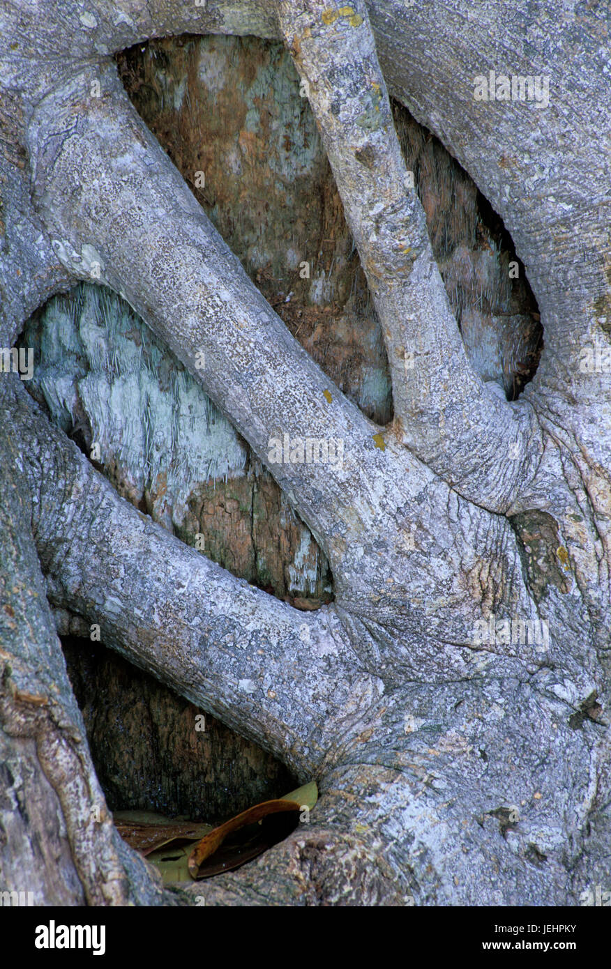 Strangler fig roots along Nature Trail, De Soto National Memorial ...