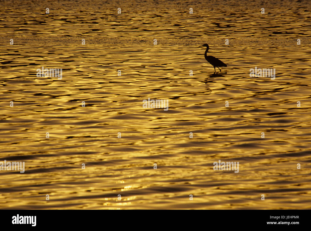 Tricolor heron sunset, Estero Island, Florida Stock Photo - Alamy