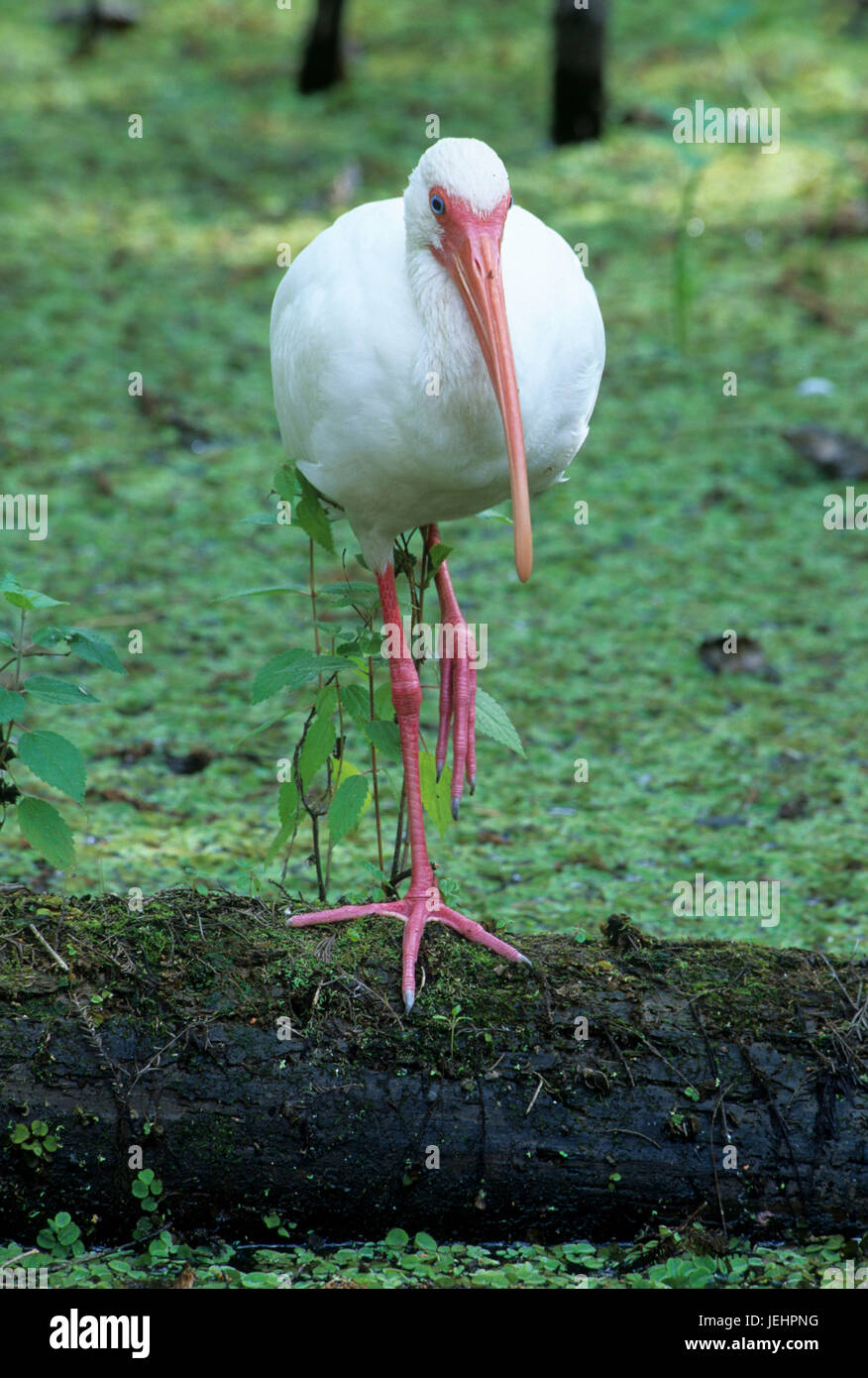Florida bird sanctuary hi-res stock photography and images - Alamy