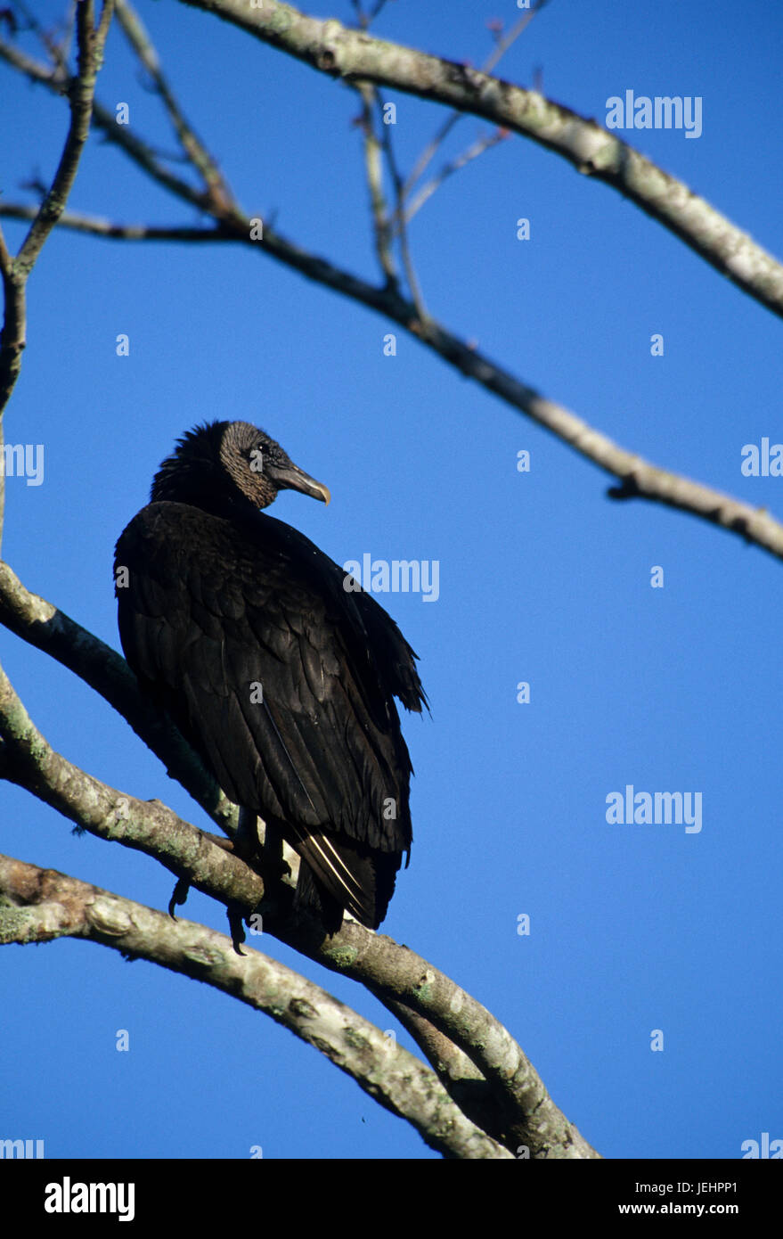 Roosting vultures hi-res stock photography and images - Alamy