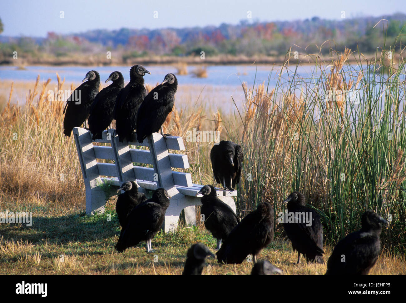Roosting vultures hi-res stock photography and images - Alamy