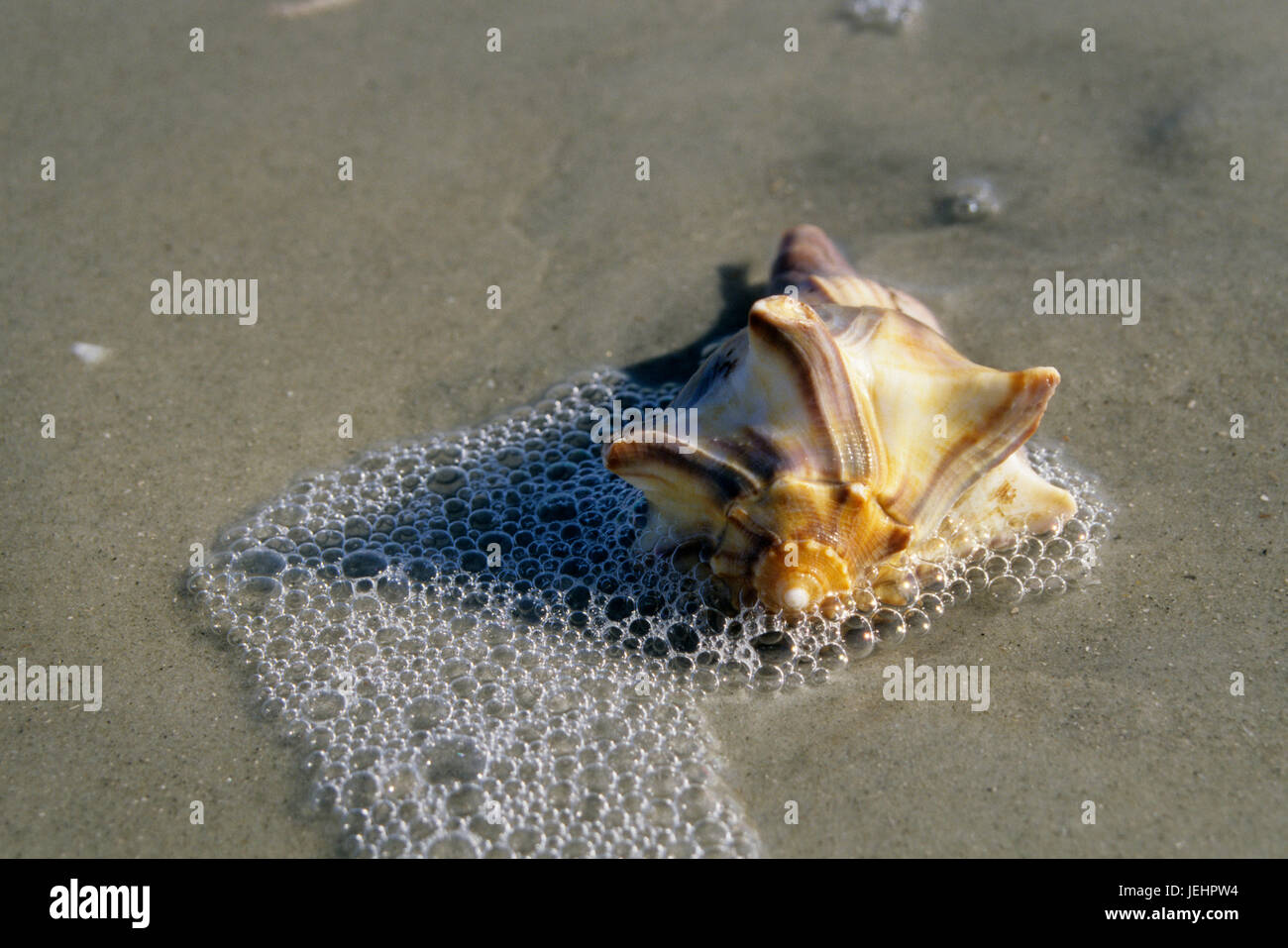 Conch shell on Greyfield Beach, Cumberland Island National Seashore ...