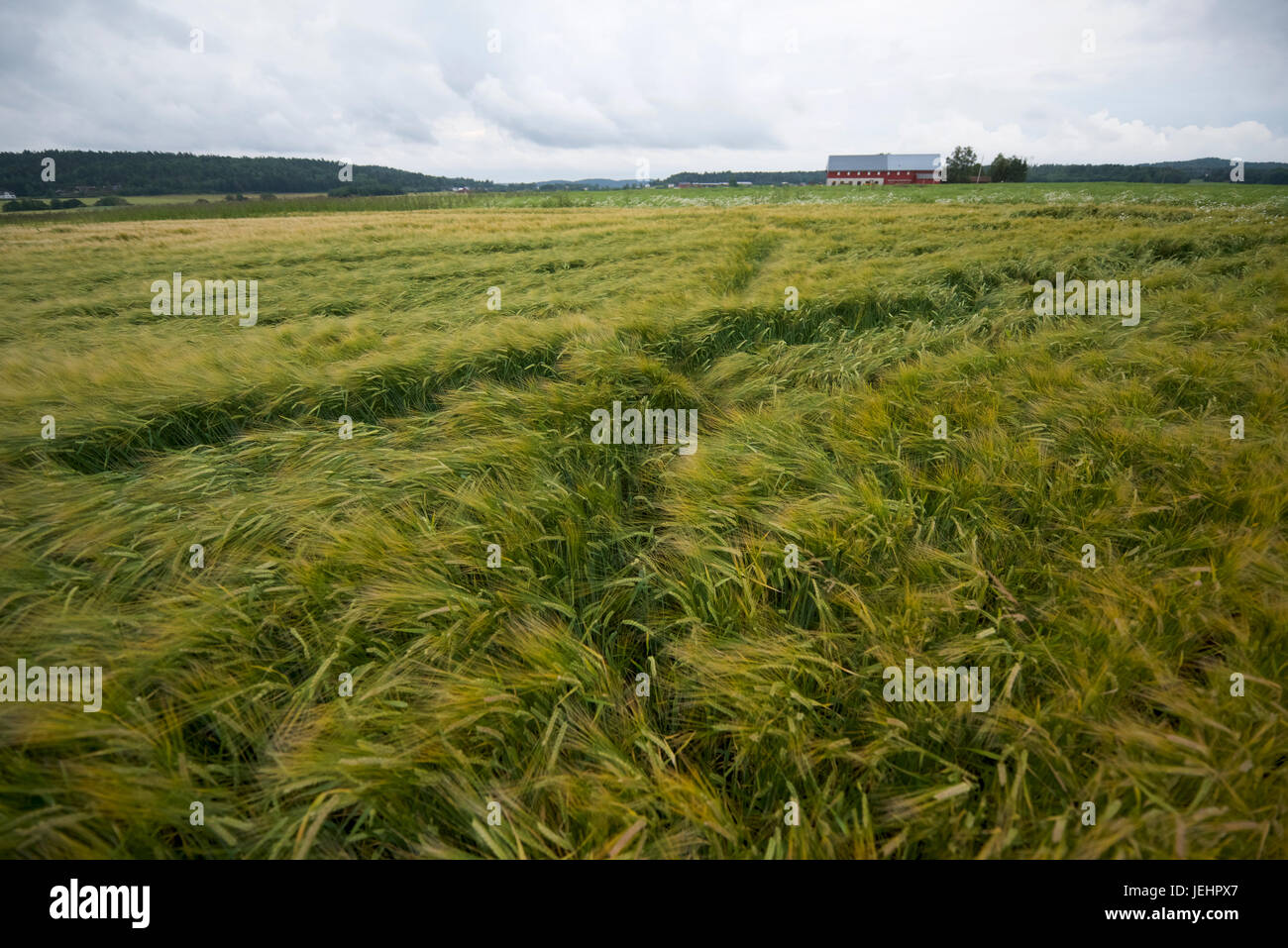 Rural farm in Norway, growing oats and barley Stock Photo - Alamy
