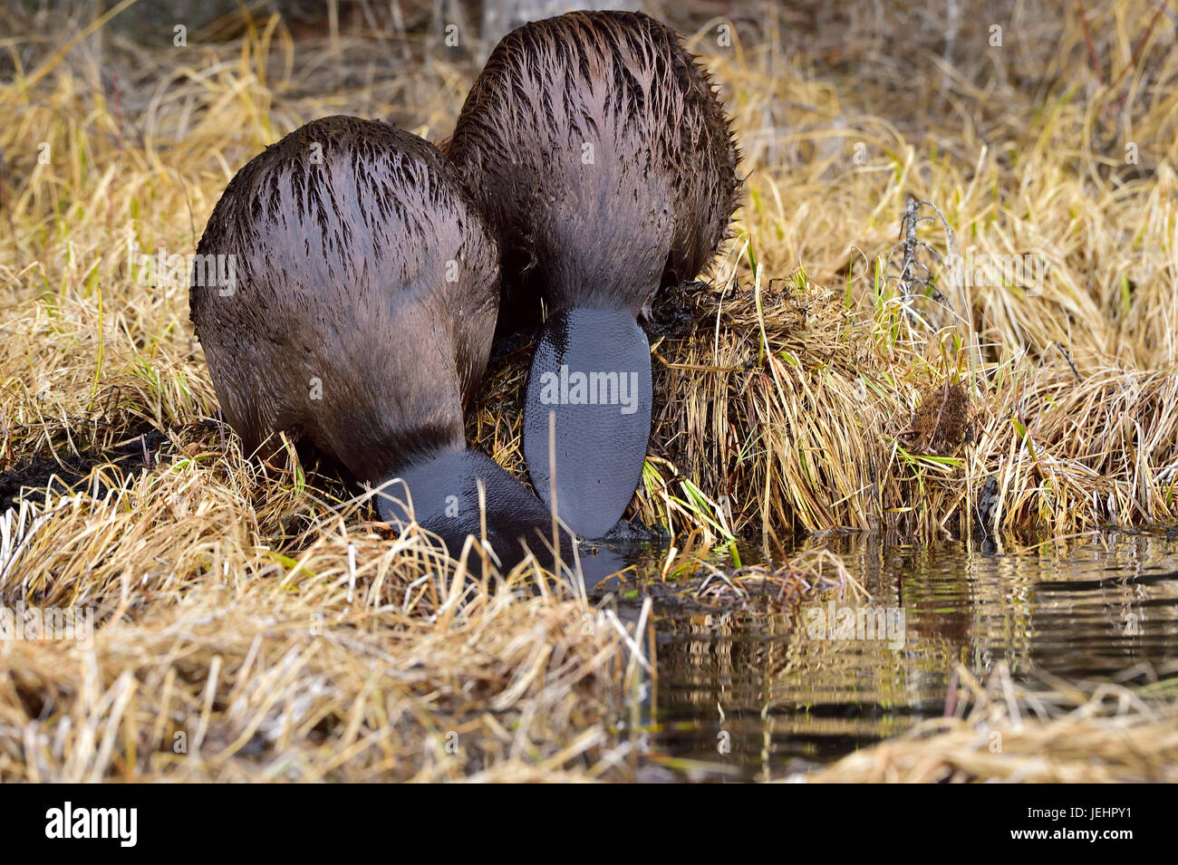 The rear end of two beavers 'Castor canadensis'; on the shore showing ...