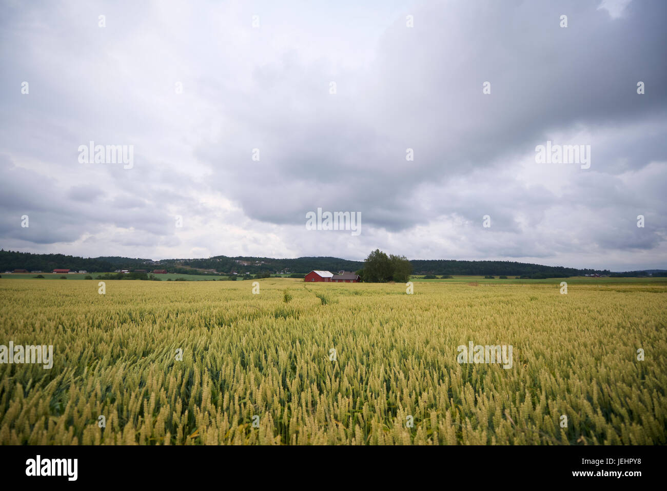Growing oats hi-res stock photography and images - Alamy