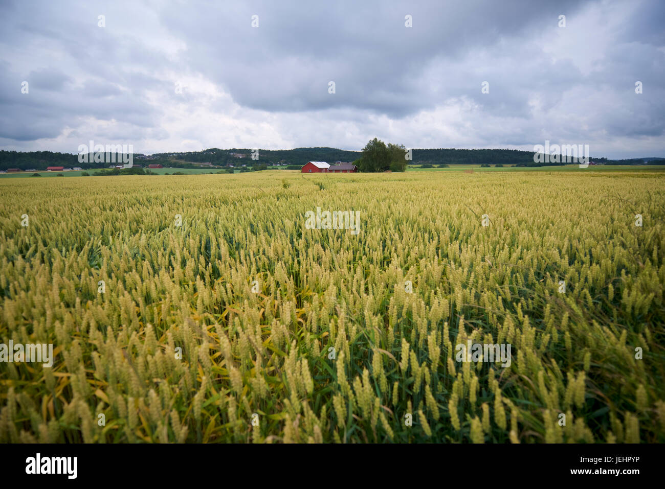 Growing oats hi-res stock photography and images - Alamy