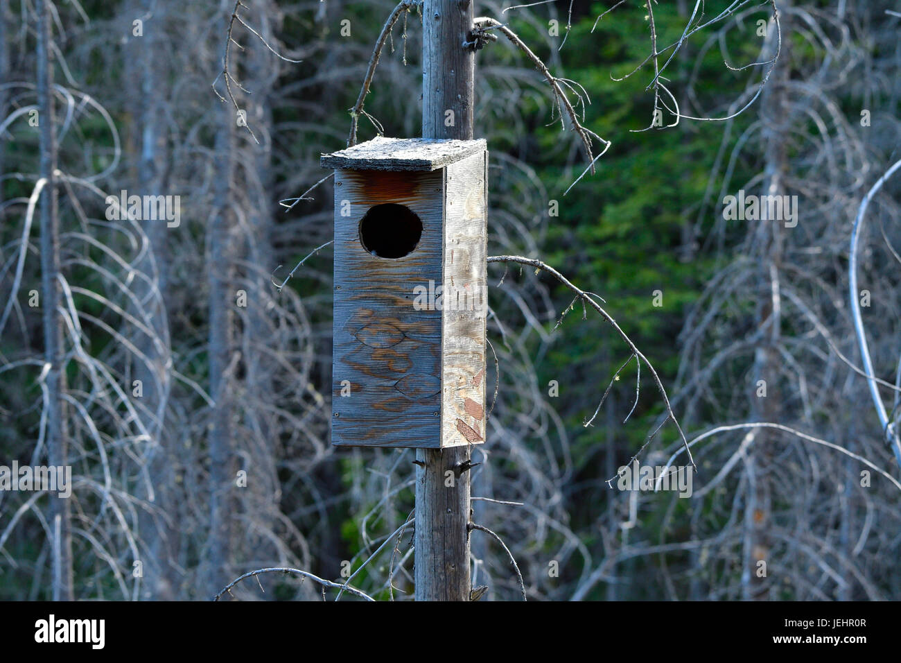 Wooden duck house hi-res stock photography and images - Alamy