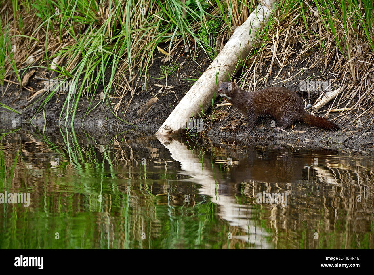 Wild mink hi-res stock photography and images - Alamy