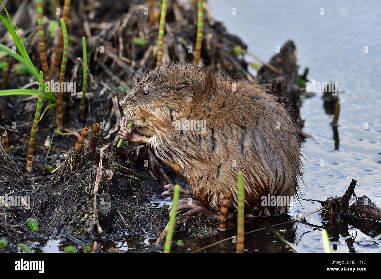 A wild muskrat Ondatra zibethicus, feeding on some aquatic plants ...
