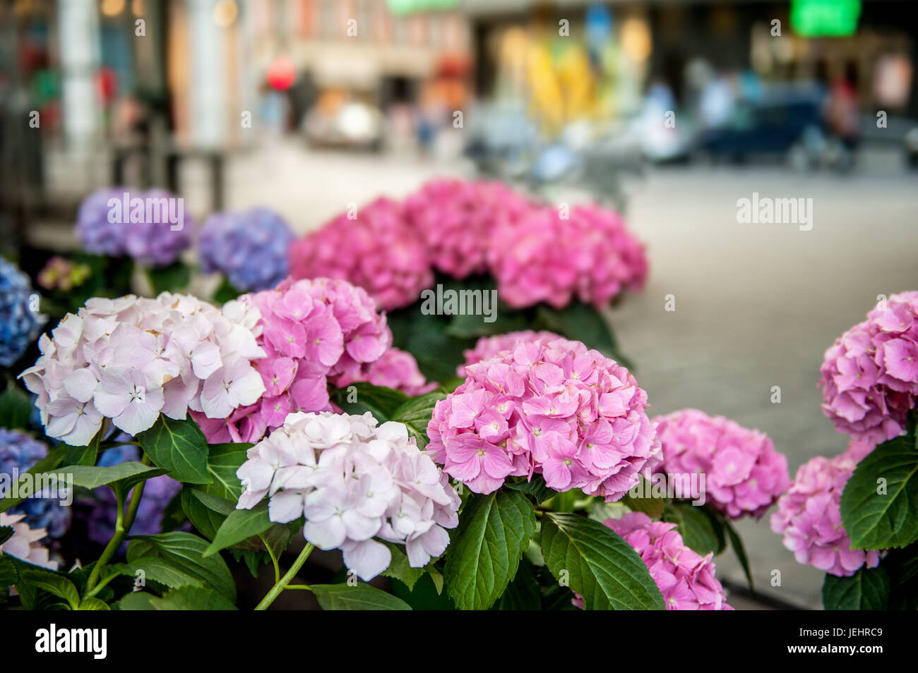Multicolored blue, purple, lilac, white hydrangea on the street at the ...