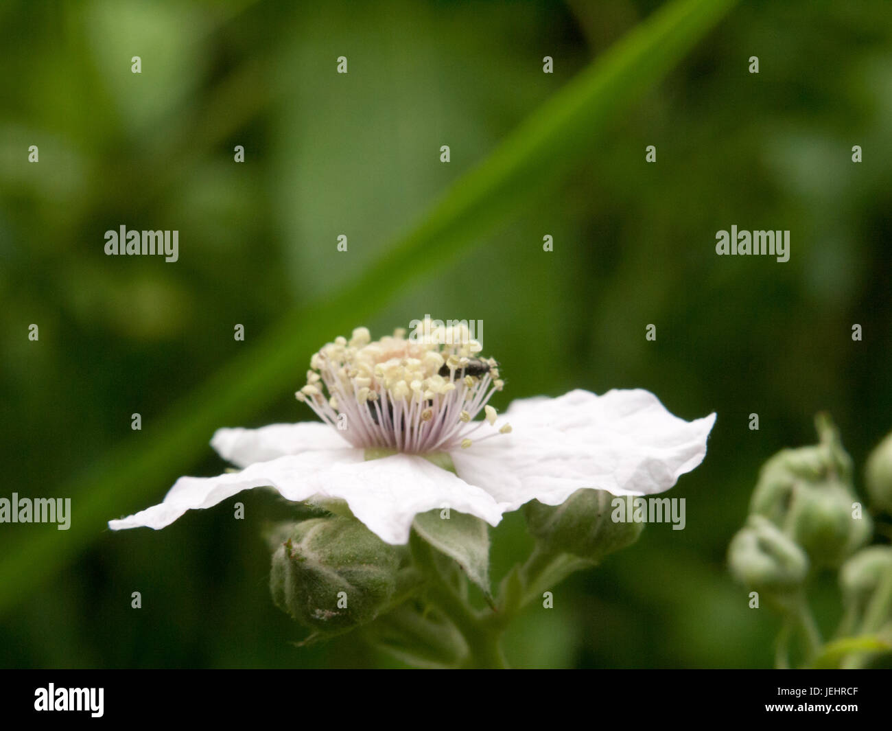 beautiful bramble flower outside in summer Stock Photo - Alamy