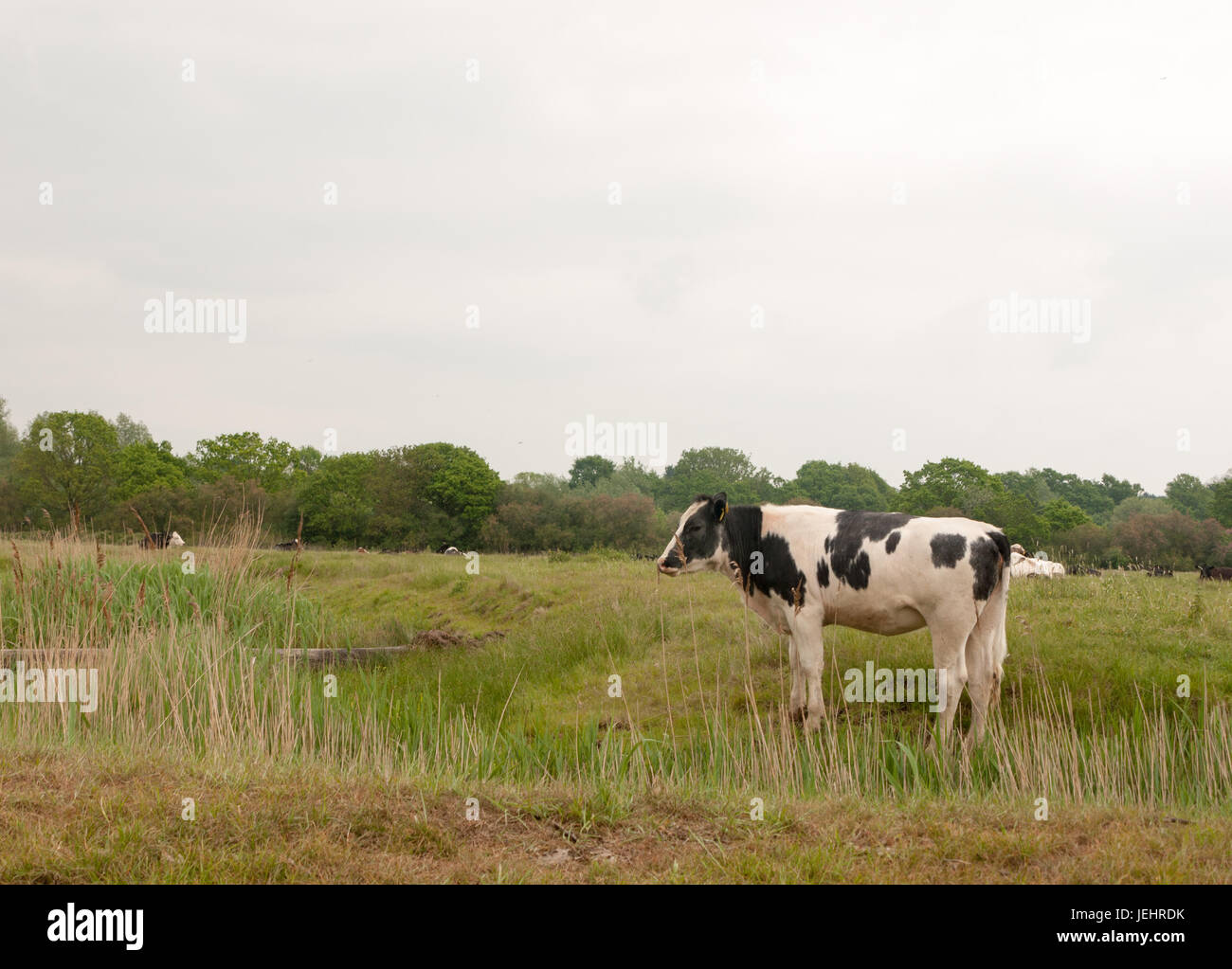 close up of female cow in a field eating and grazing relaxing in spring ...