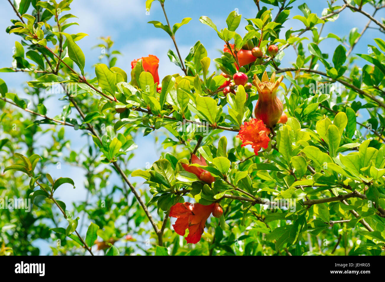 Pomegranate tree flowers hi-res stock photography and images - Alamy