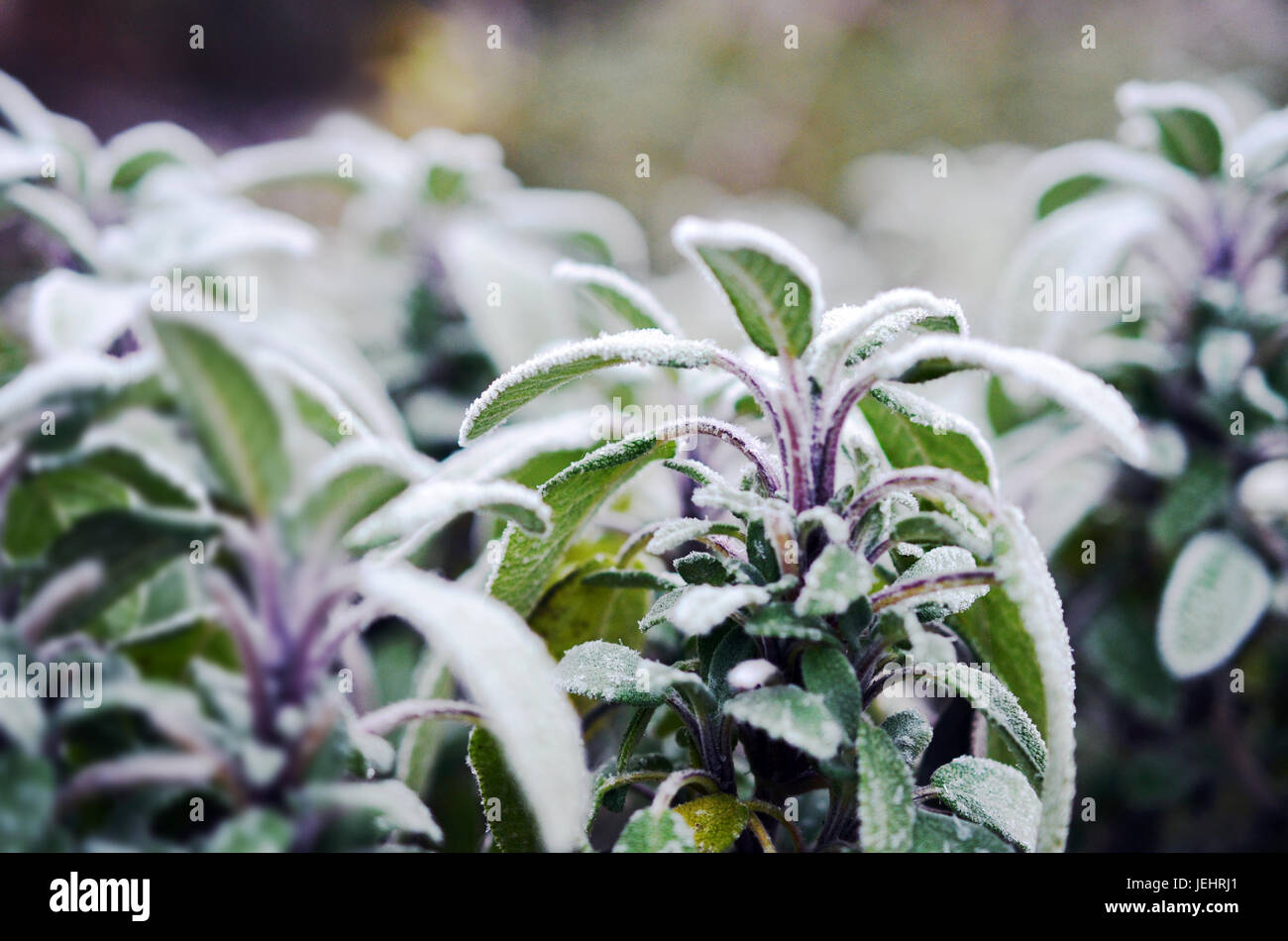 Close up of beautiful frosted sage plant (Salvia) in early spring with ...