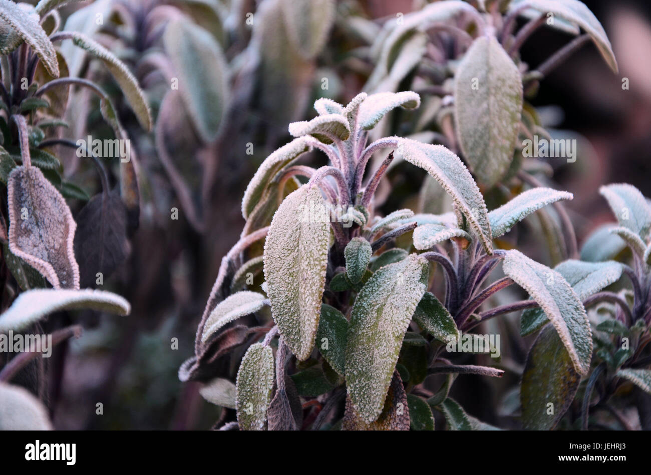 Frosted leaves in spring hi-res stock photography and images - Alamy