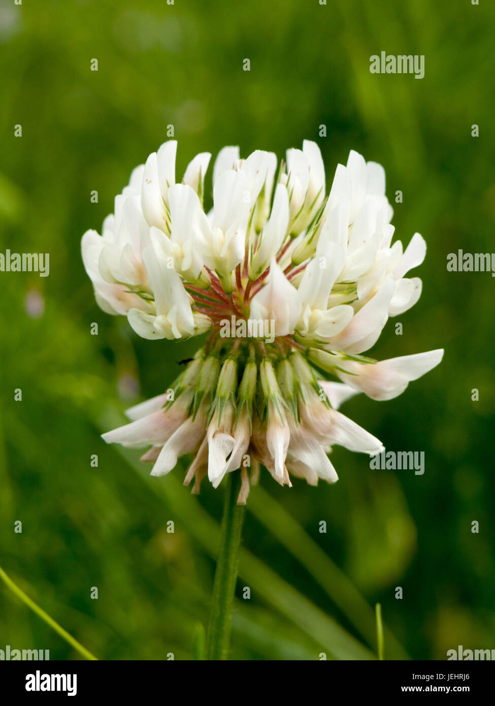 White clover flower close up Stock Photo - Alamy