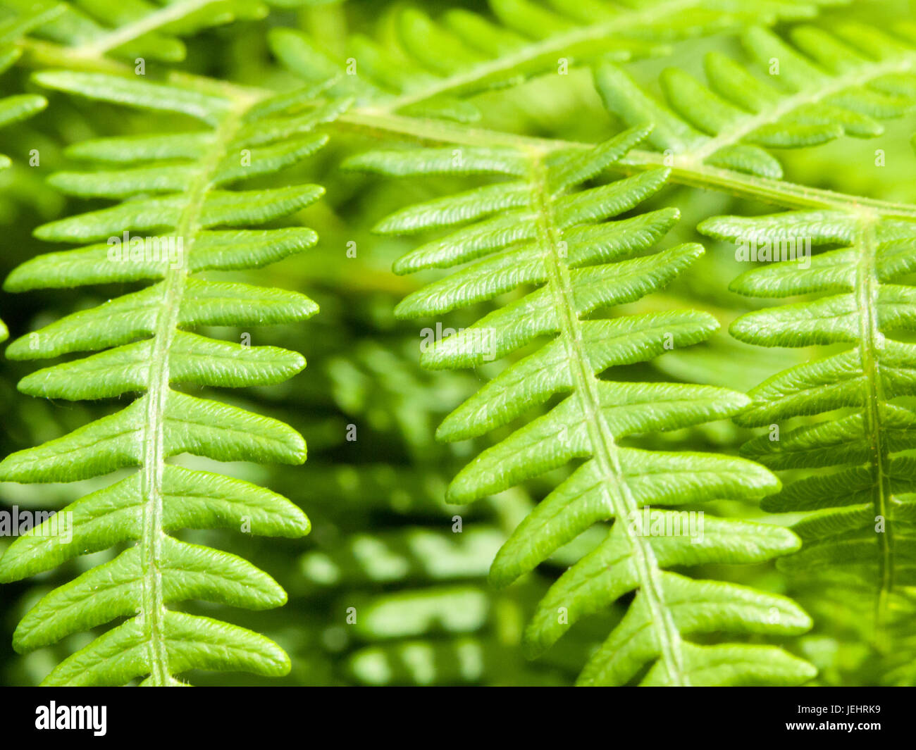 close up pattern and green colour of beautiful fern leaves in sunlight ...