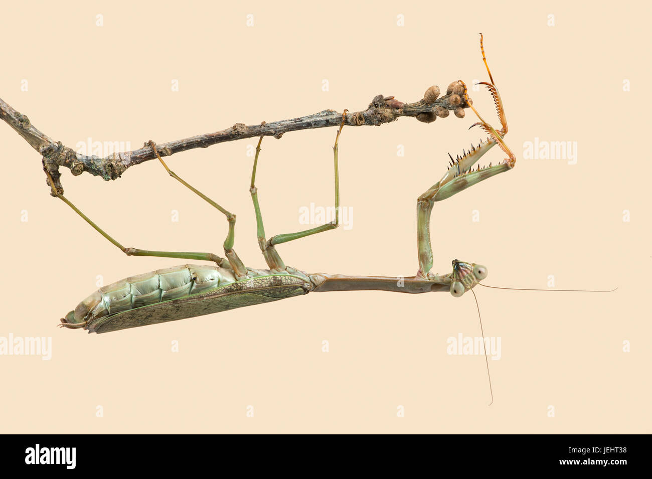 Mega mantis plistospilota guineensis hi-res stock photography and ...