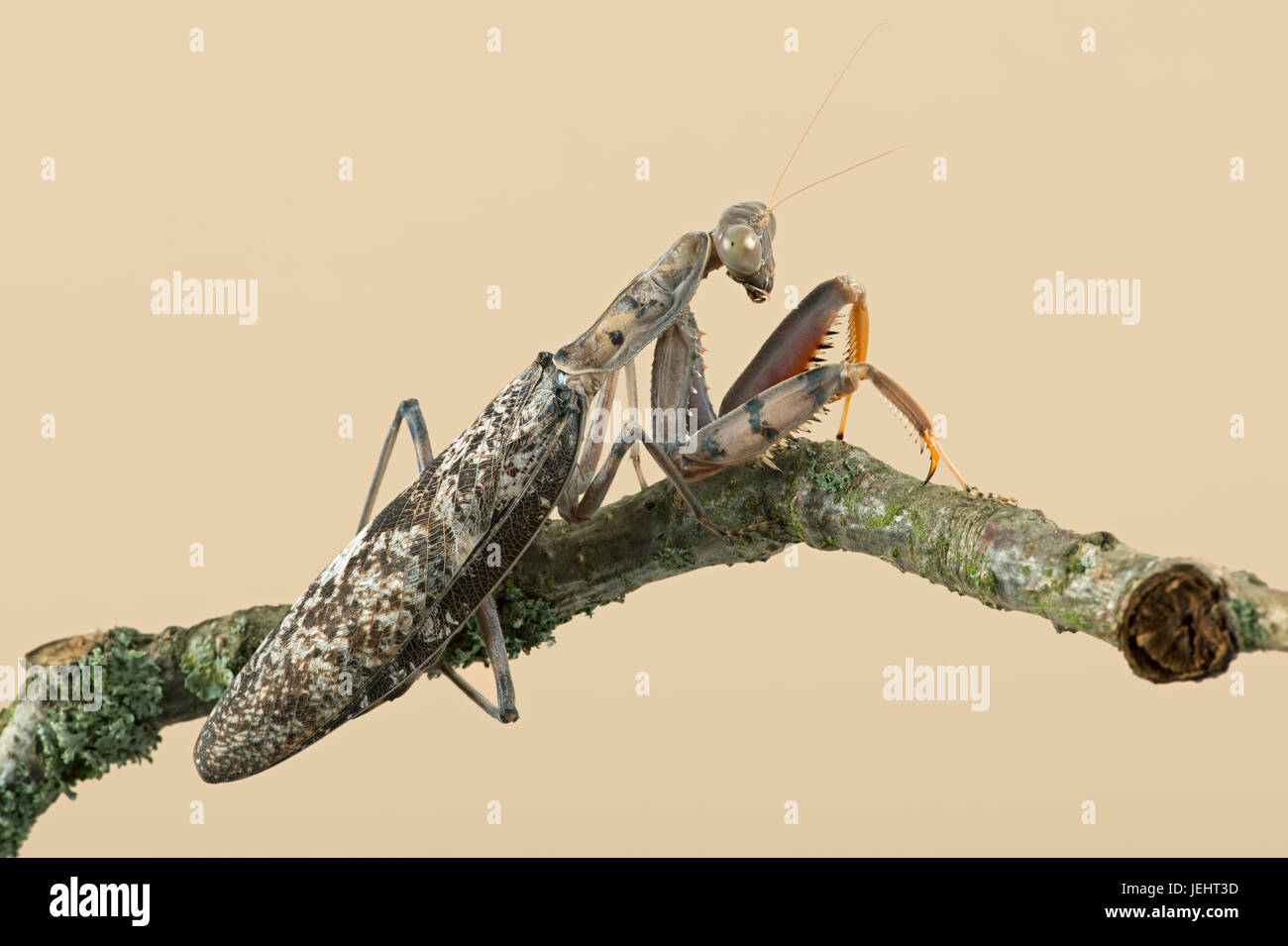 Brown Shield Praying Mantis (Rhombomantis fusca Stock Photo - Alamy