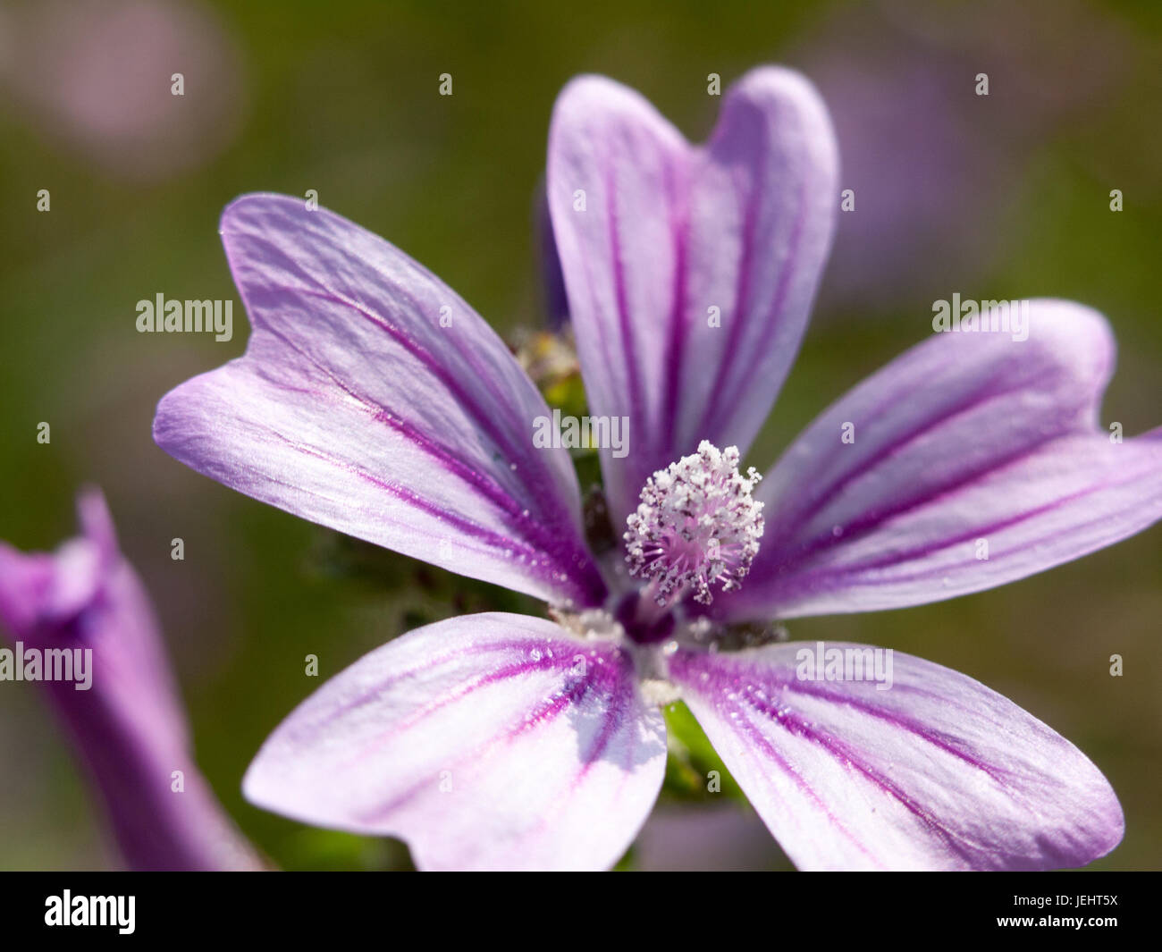 flower head up close with stamen and petals open Stock Photo - Alamy